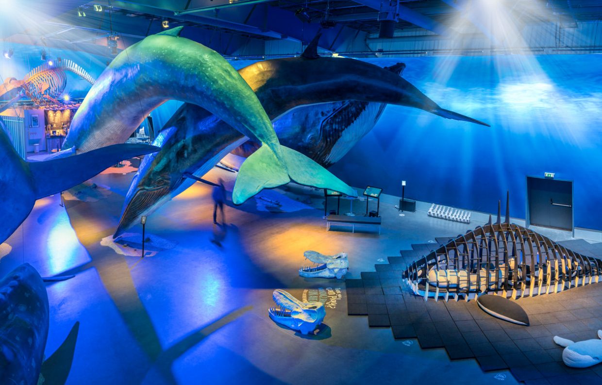 Whale Watching tour with Whales of Iceland Museum