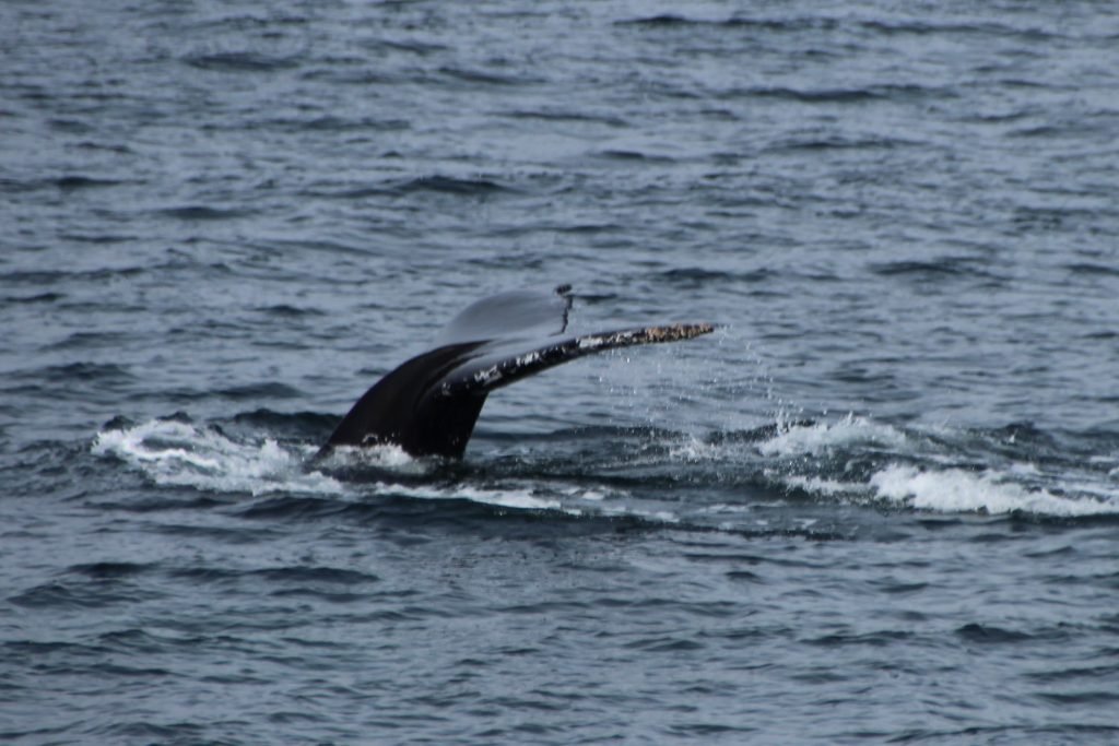 Whales in the Rain Today – Special Tours