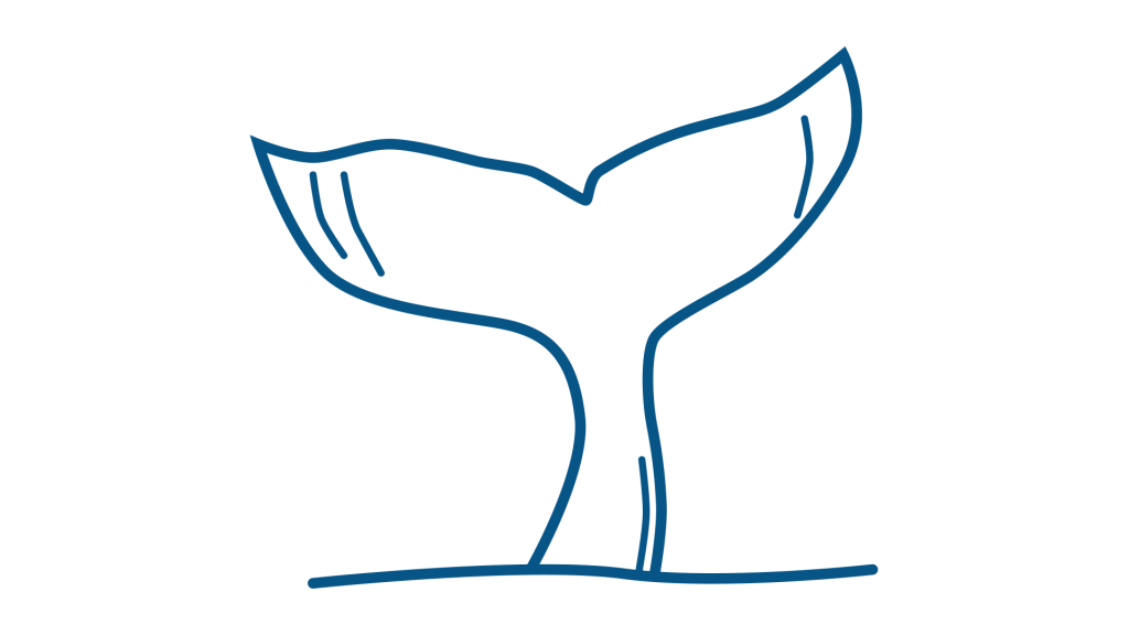 Commonly Seen Whale Behaviours