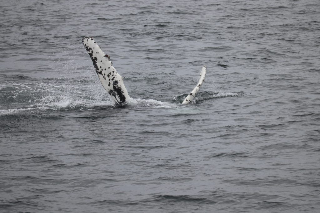 Whales In Rain – Special Tours