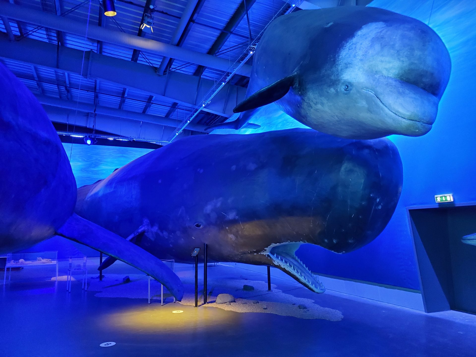 Whales of Iceland & FlyOver Iceland – Special Tours