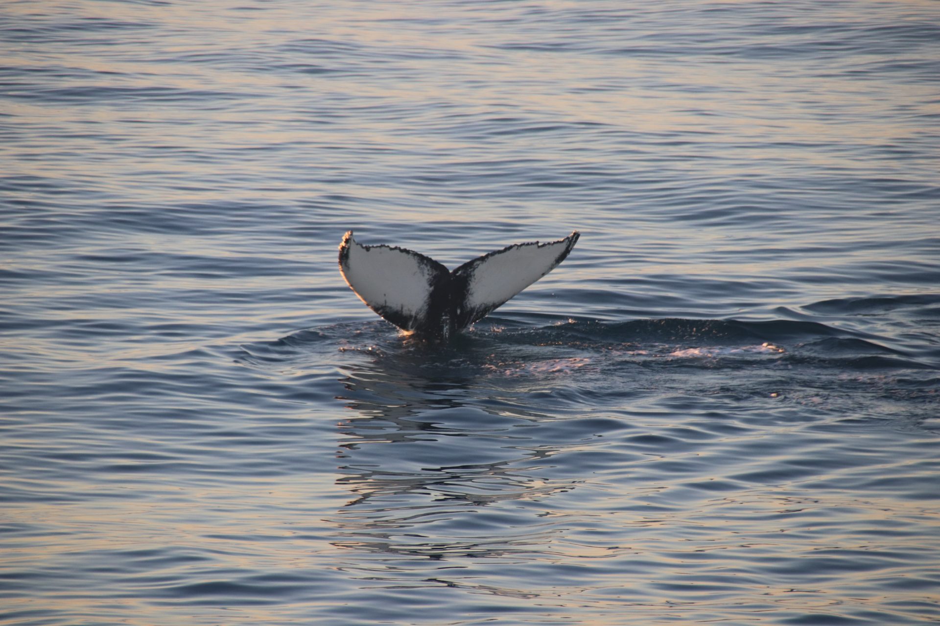 World Whale Day – Special Tours