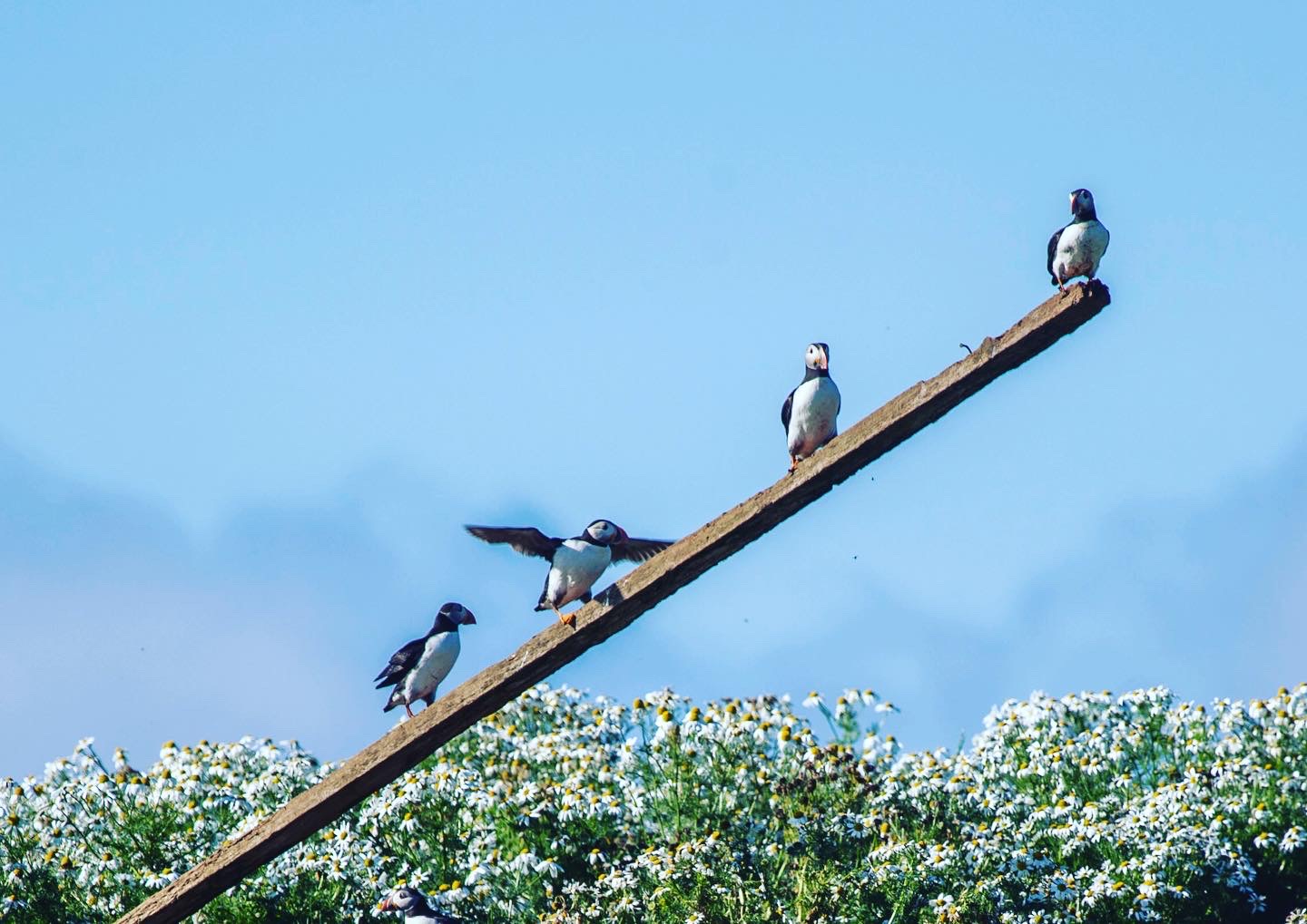 Puffin survival: The state of the Atlantic puffin