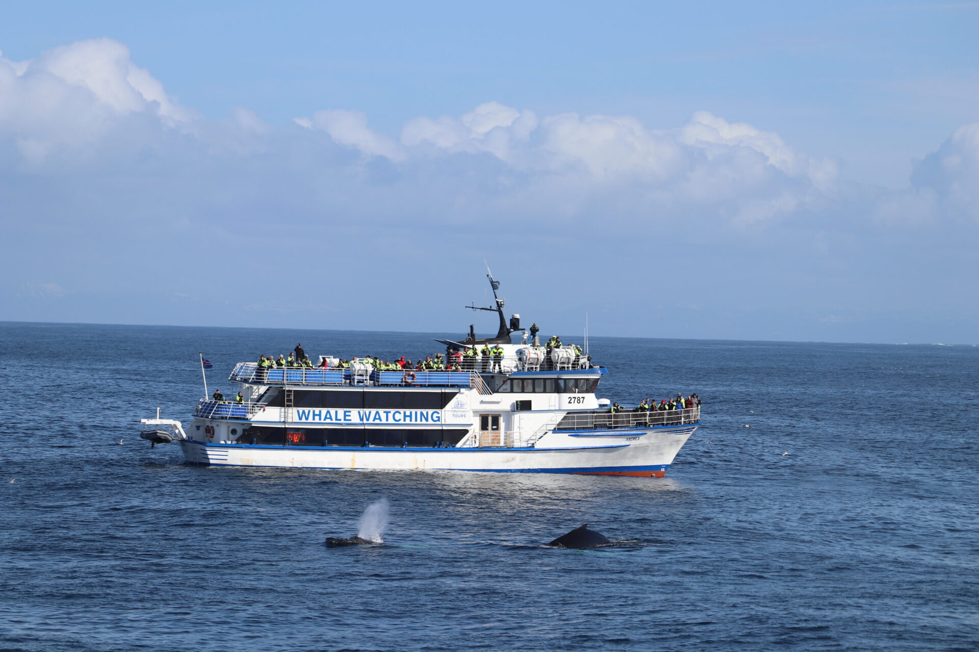 Reykjavik in February: Whale Watching & Northern Lights
